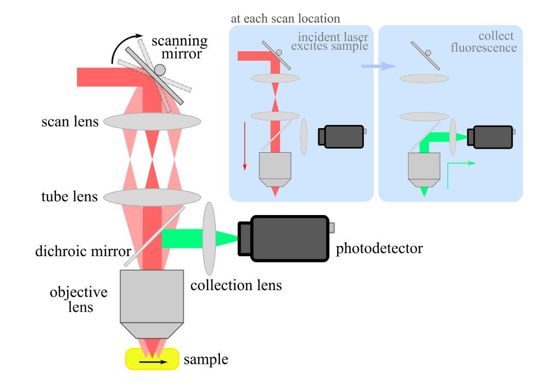 Basic Math for Two Photon Fluorescence Microscopy | Vision Tech Insights